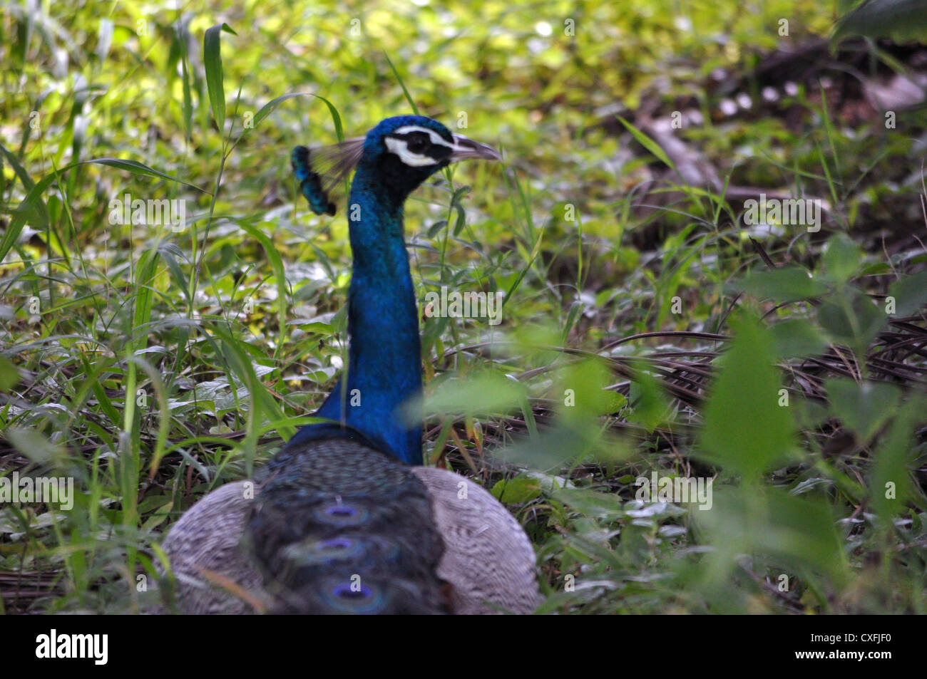 A peacock in its natural surroundings Stock Photo - Alamy