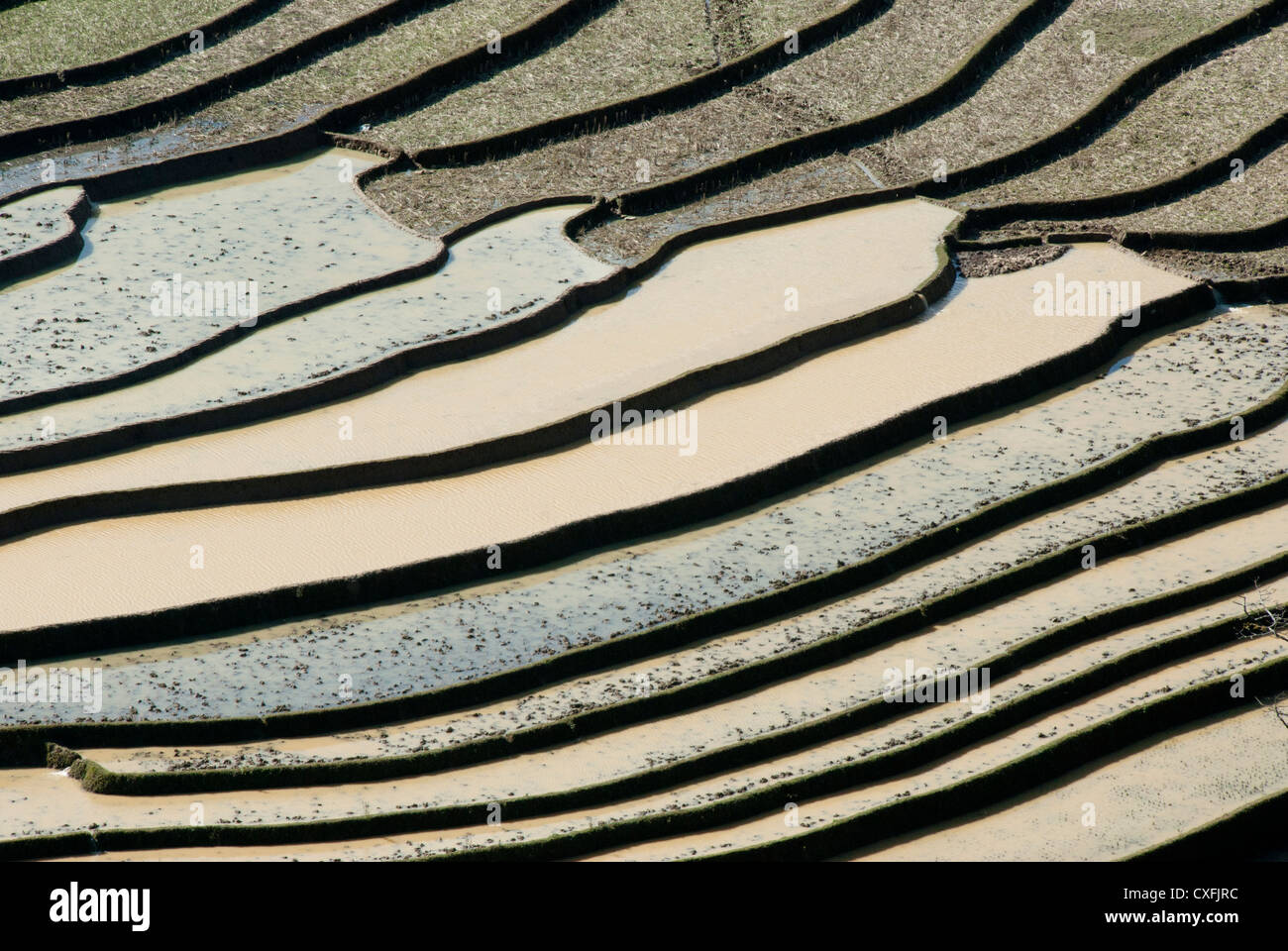 Paddy texture hi-res stock photography and images - Alamy
