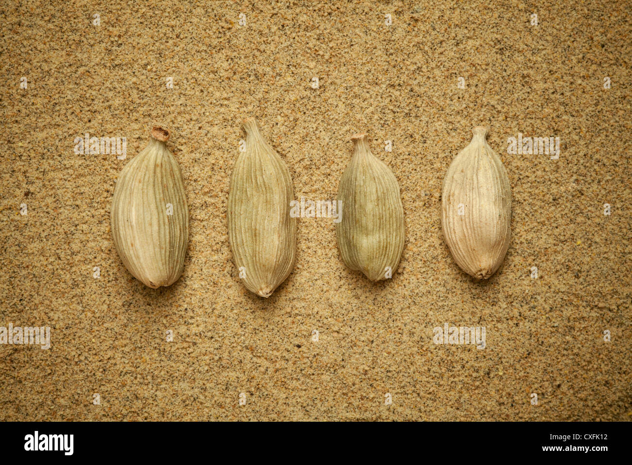 four cardamom beans on powder background, spice backdrop Stock Photo ...