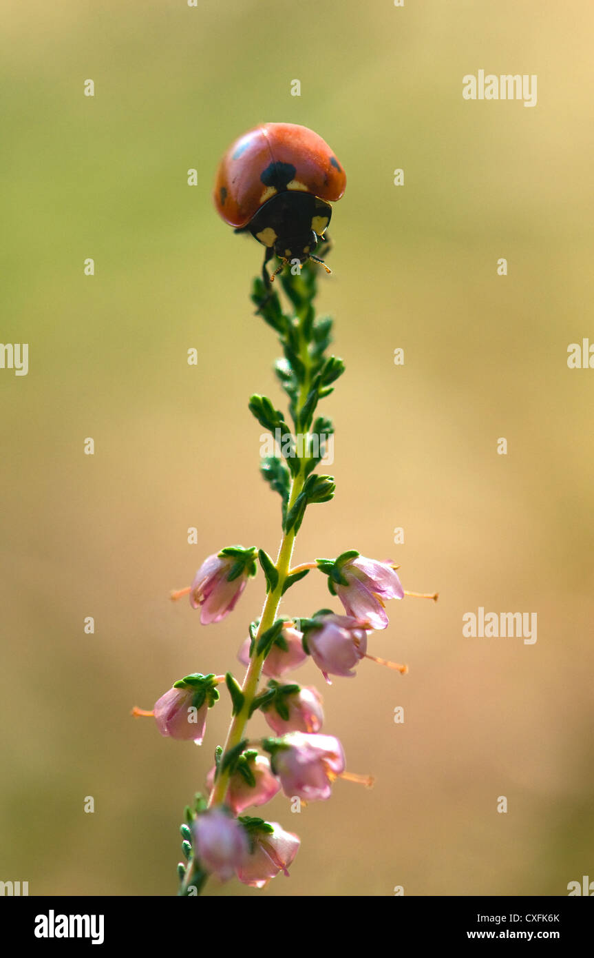 Seven-ladybird Coccinella septempunctata Stock Photo - Alamy