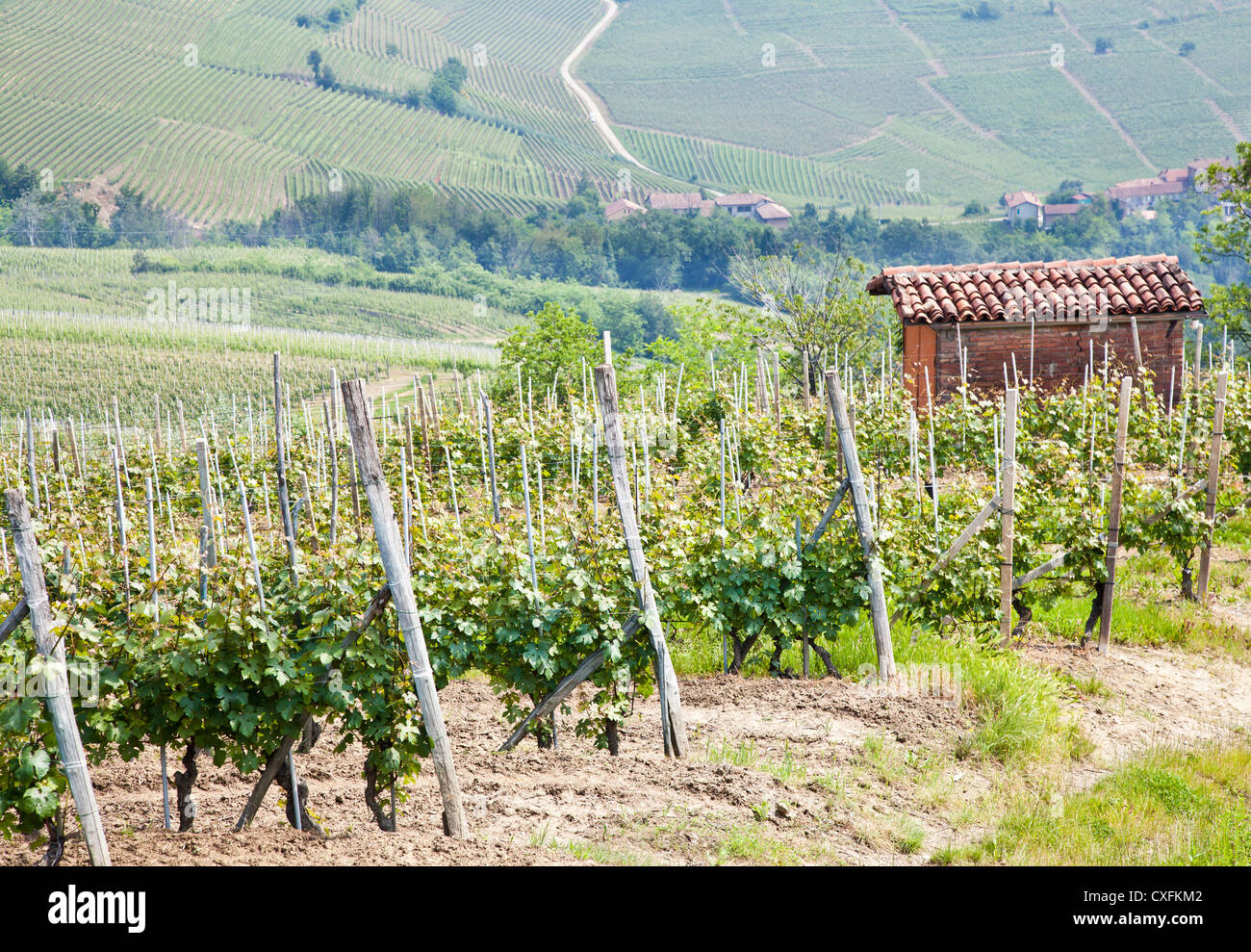 Tuscany. Vineyard in the middle of the most famous wine region of Italy ...