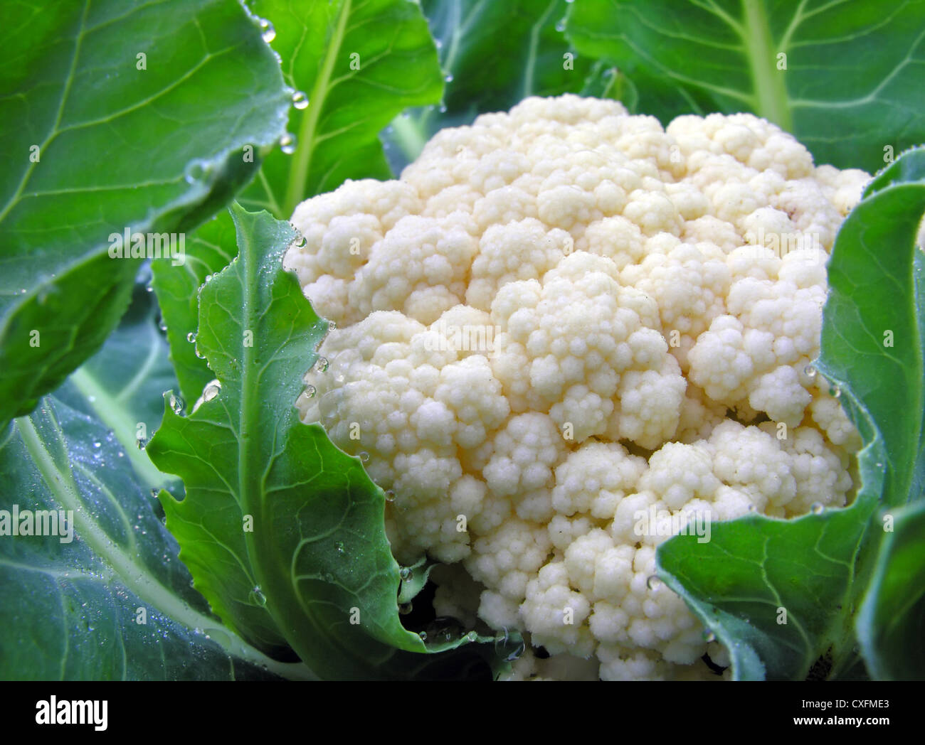 Cauliflower hi-res stock photography and images - Alamy