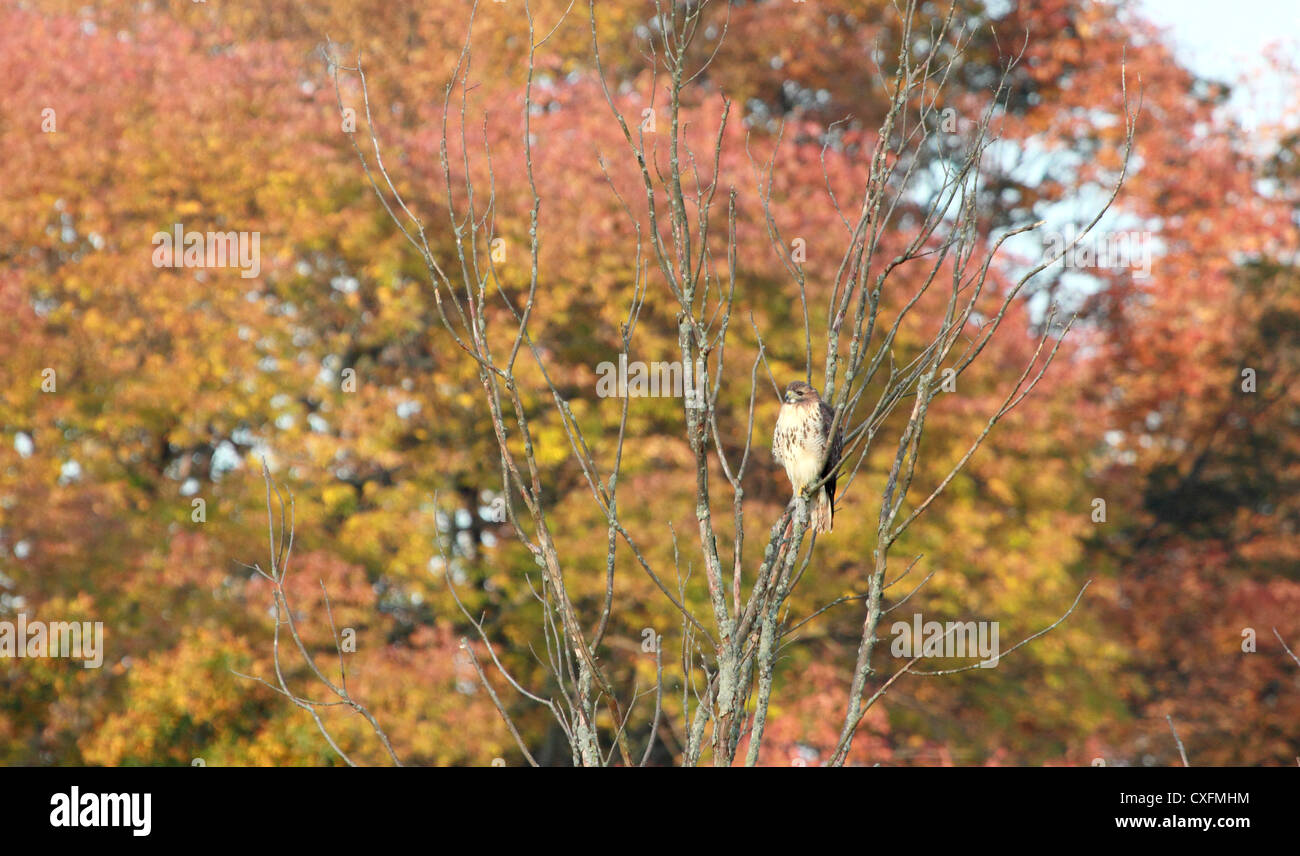 Redtailed hi-res stock photography and images - Alamy
