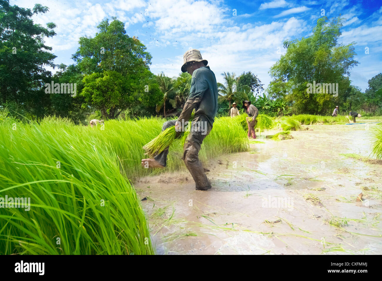 Cultivating rice hi-res stock photography and images - Alamy