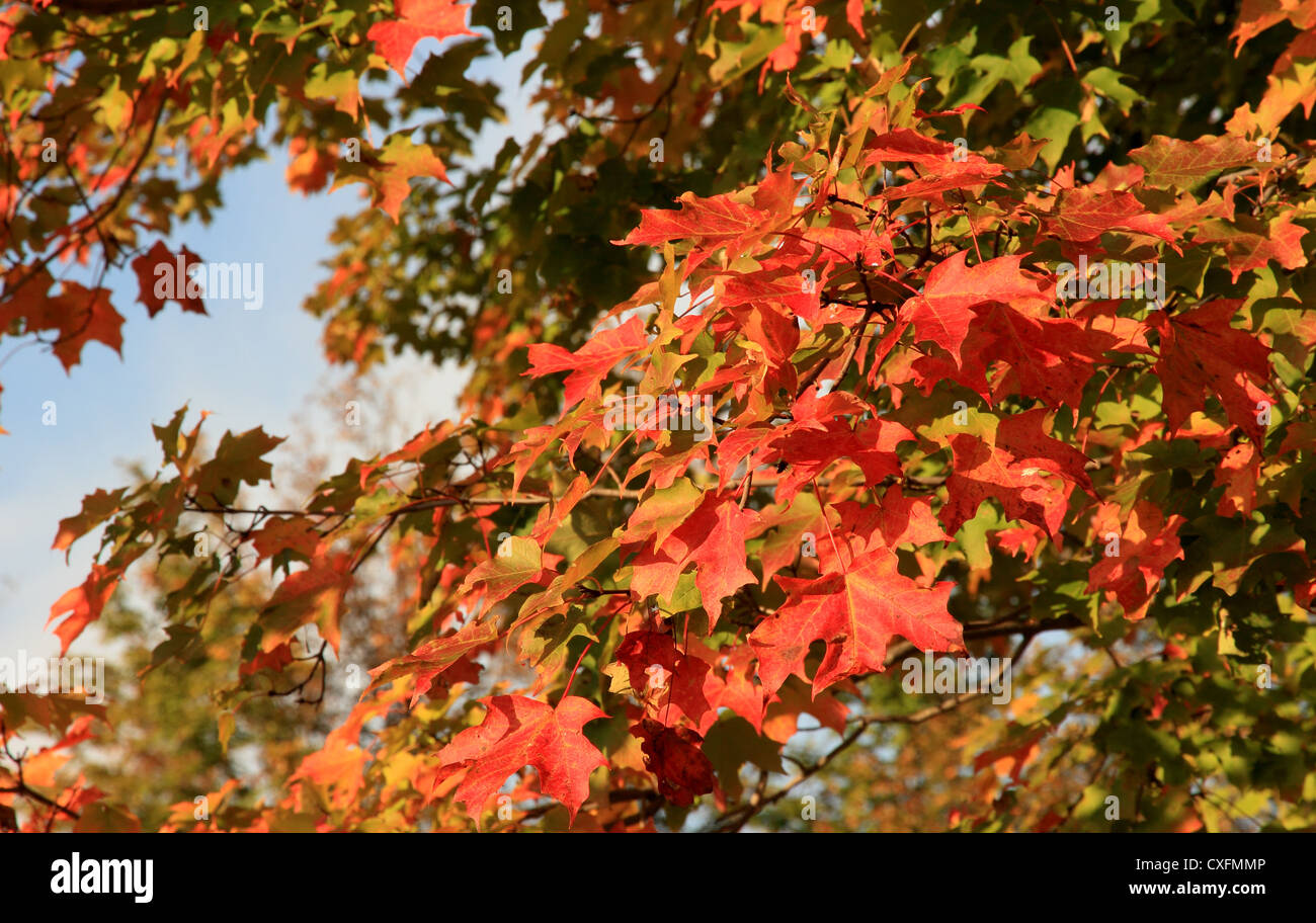 Flaming red maple trees hi-res stock photography and images - Alamy