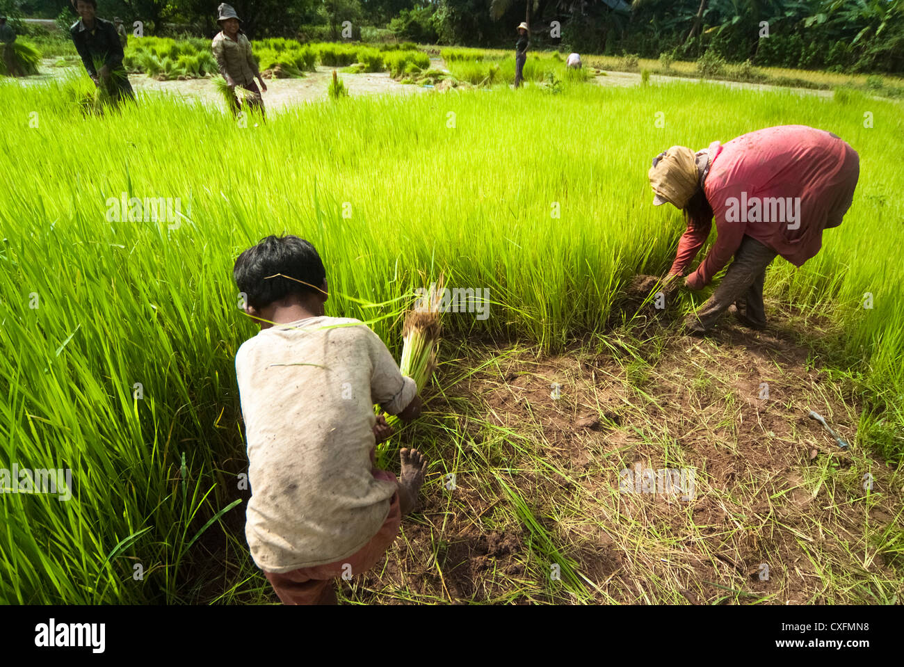 Traditional cultivation method hi-res stock photography and images - Alamy