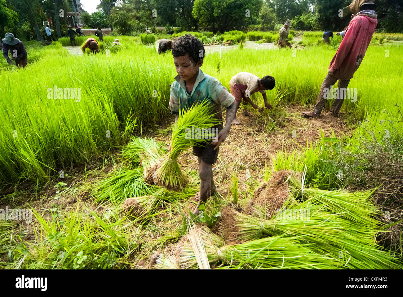 Traditional cultivation method hi-res stock photography and images - Alamy