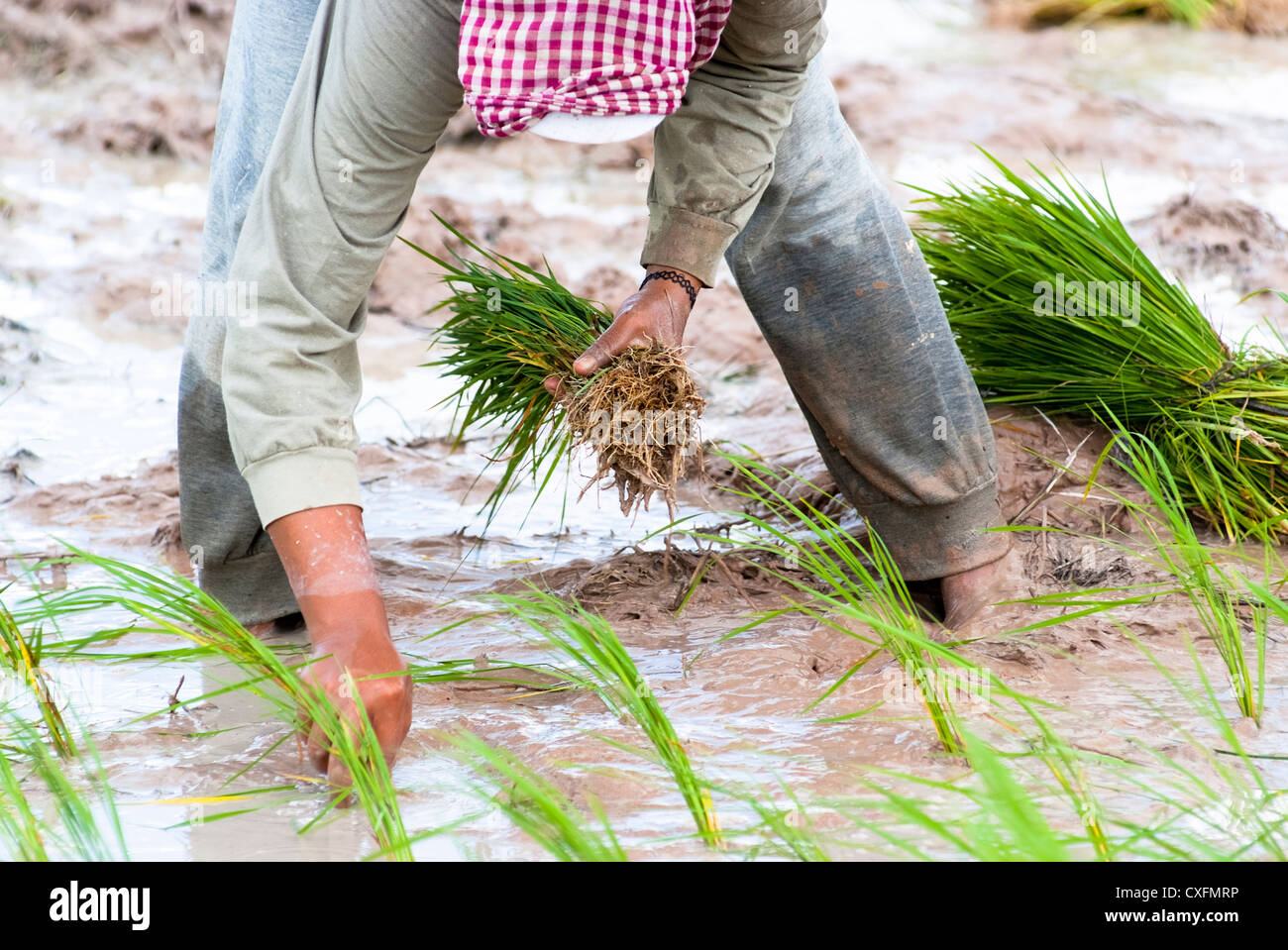 The traditional hand method of cultivating rice is practiced in ...
