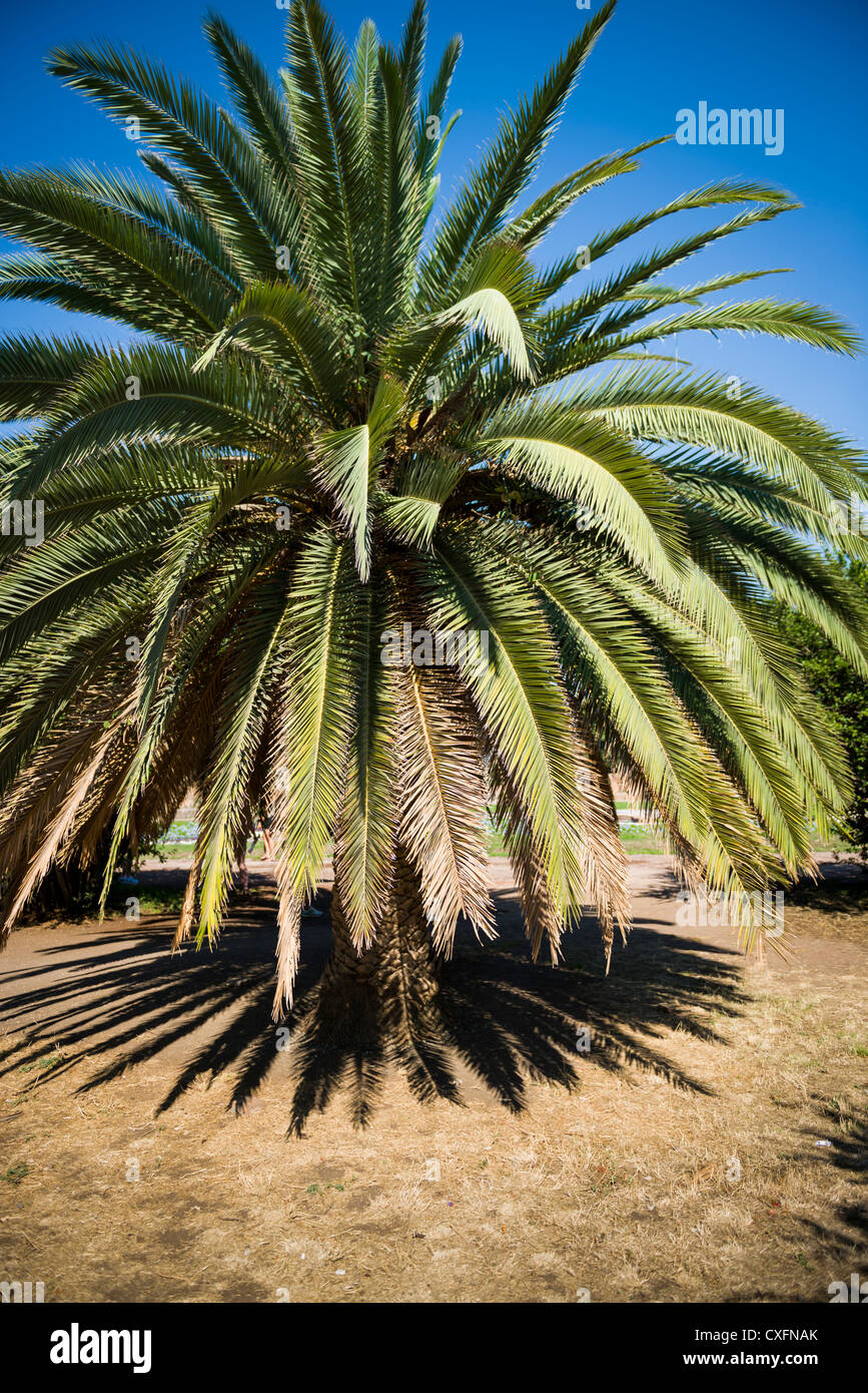 Italia palm hi-res stock photography and images - Alamy