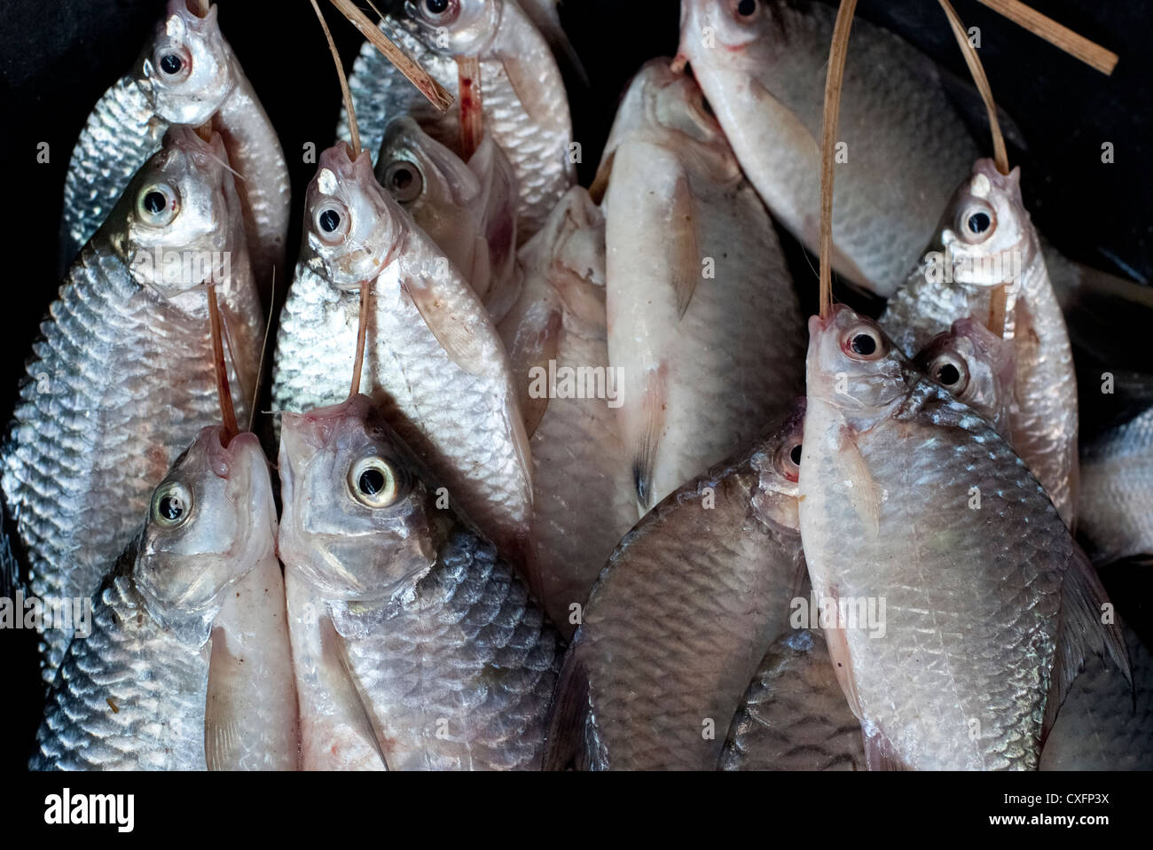Newly-caught fish tied together by rattan Stock Photo - Alamy