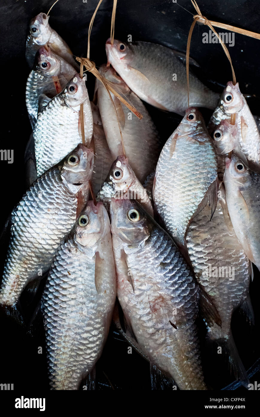 Newly-caught fish tied together by rattan Stock Photo - Alamy