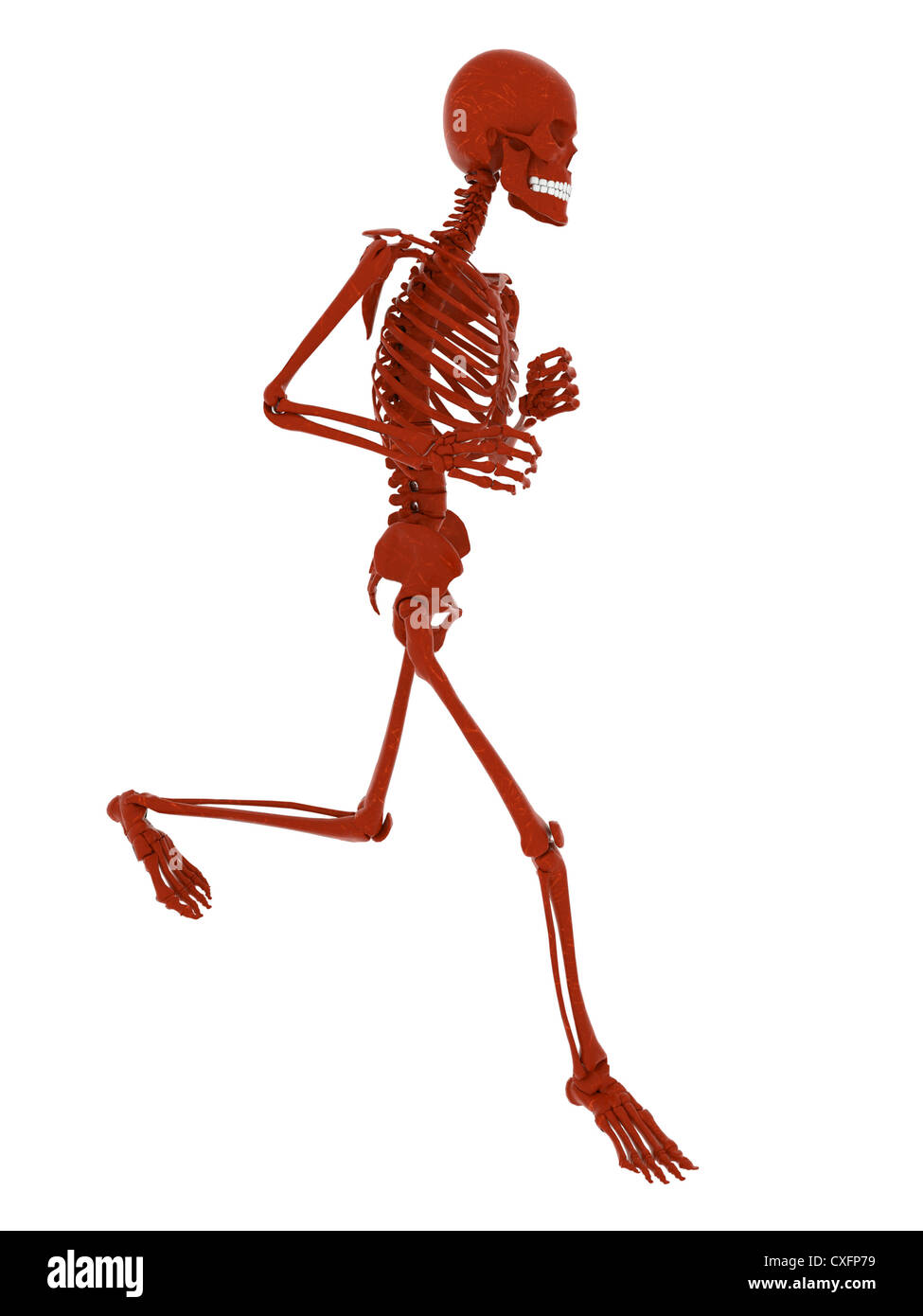 Running skeleton hi-res stock photography and images - Alamy