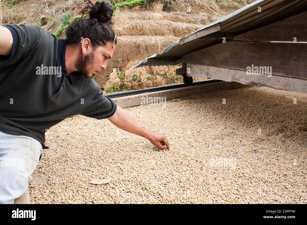 farmer sorting coffee beans, Colombia Stock Photo - Alamy