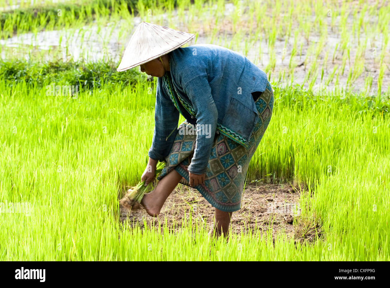 Rice farmer champasak hi-res stock photography and images - Alamy