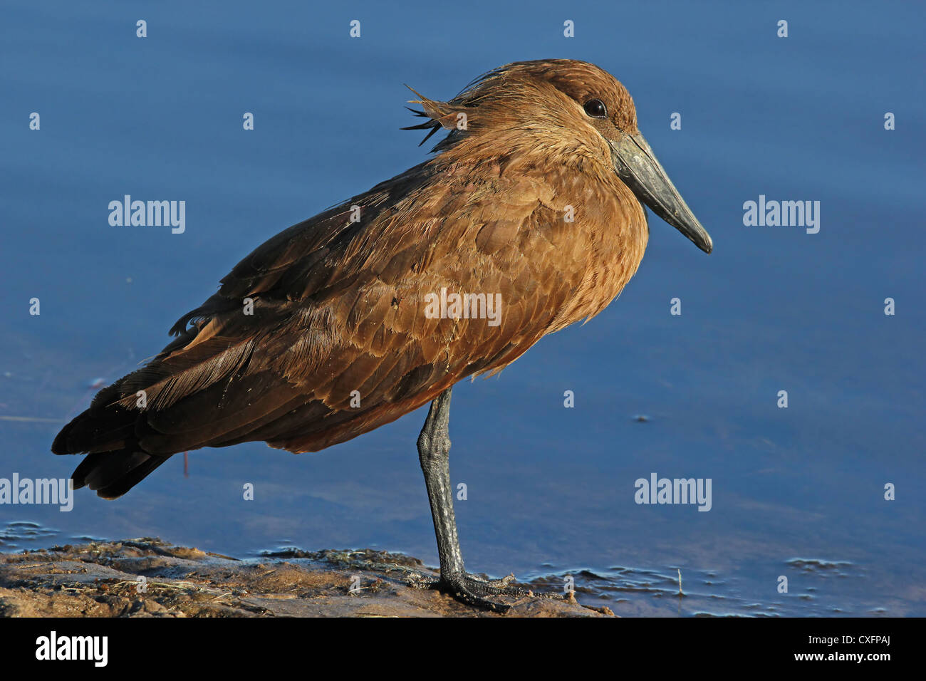 Hammerkopf hi-res stock photography and images - Alamy