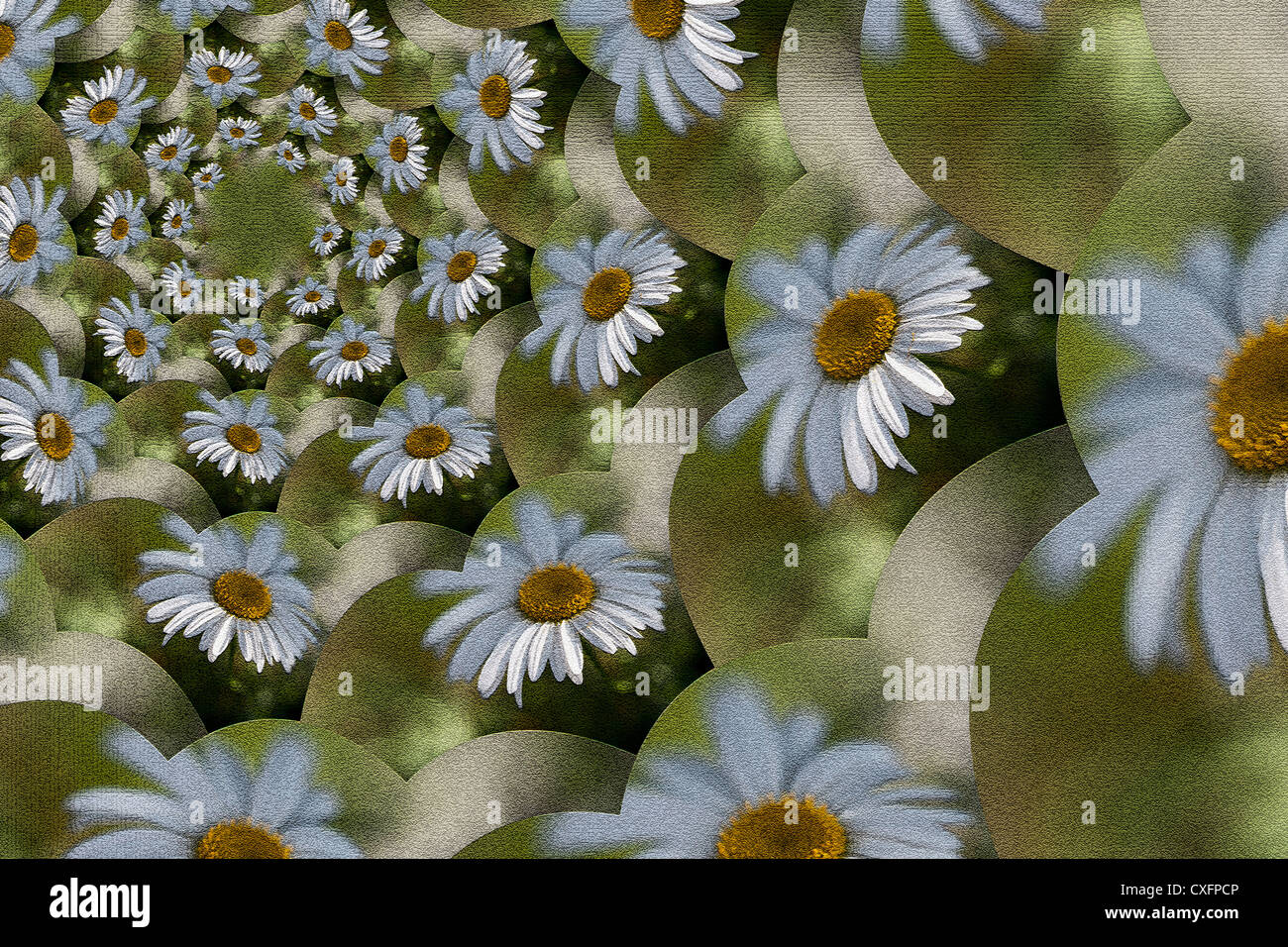 Digital Daisy High Resolution Stock Photography and Images - Alamy