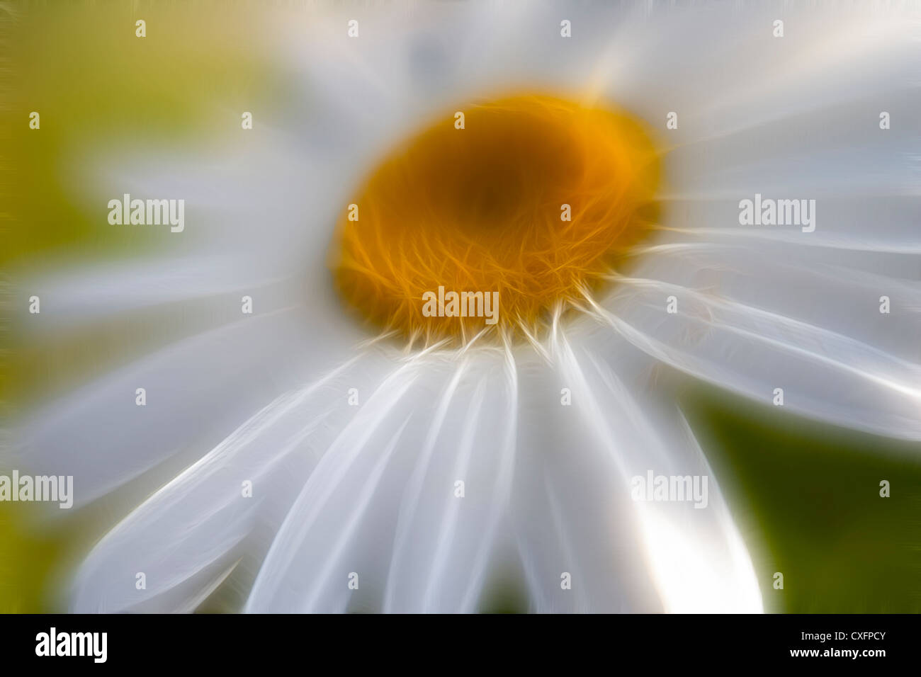 Daisy (soft focus, digital effect Stock Photo - Alamy