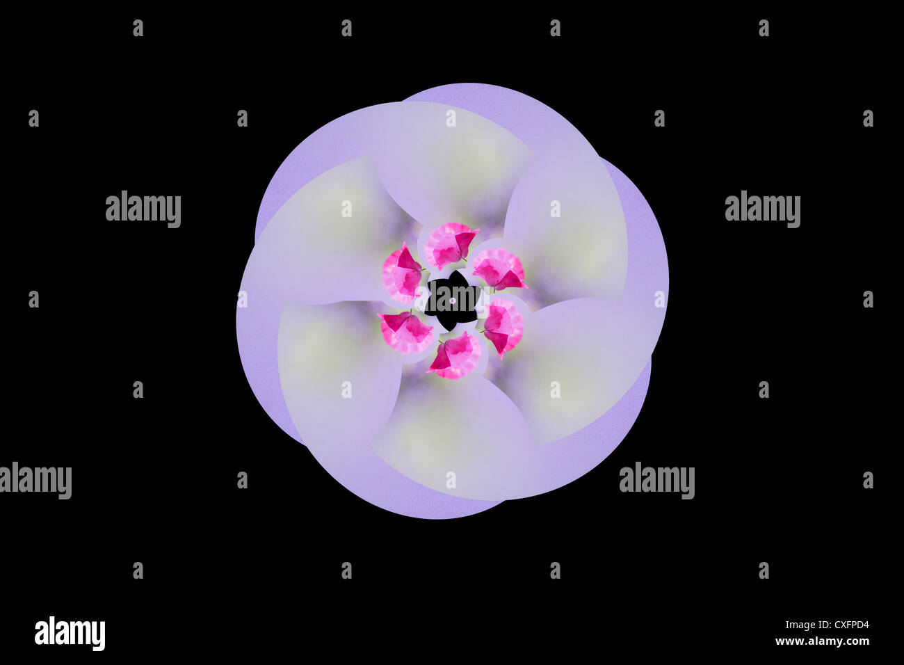 Lavender and poppies hi-res stock photography and images - Alamy