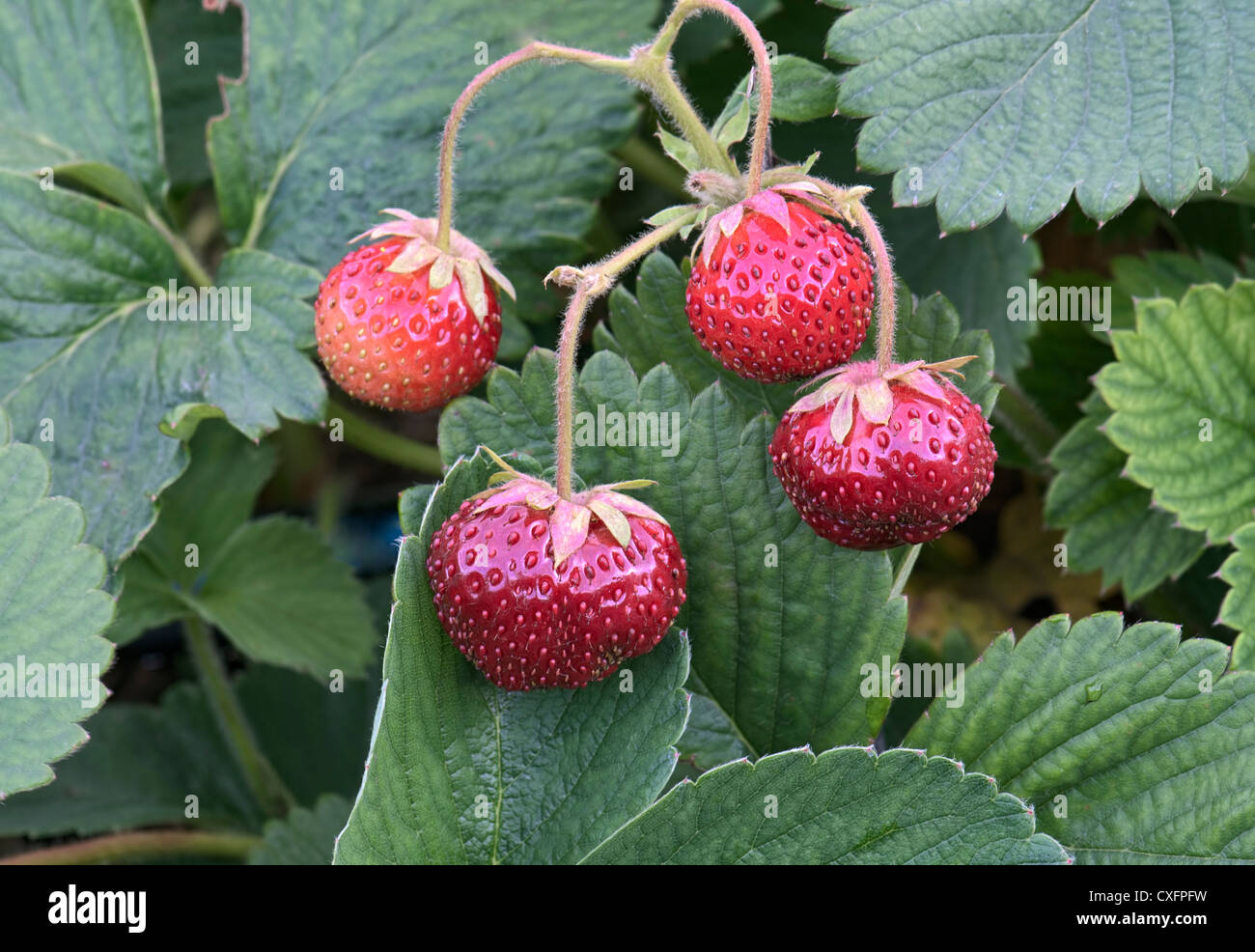 Bush Of Ripe Strawberry Stock Photo - Alamy