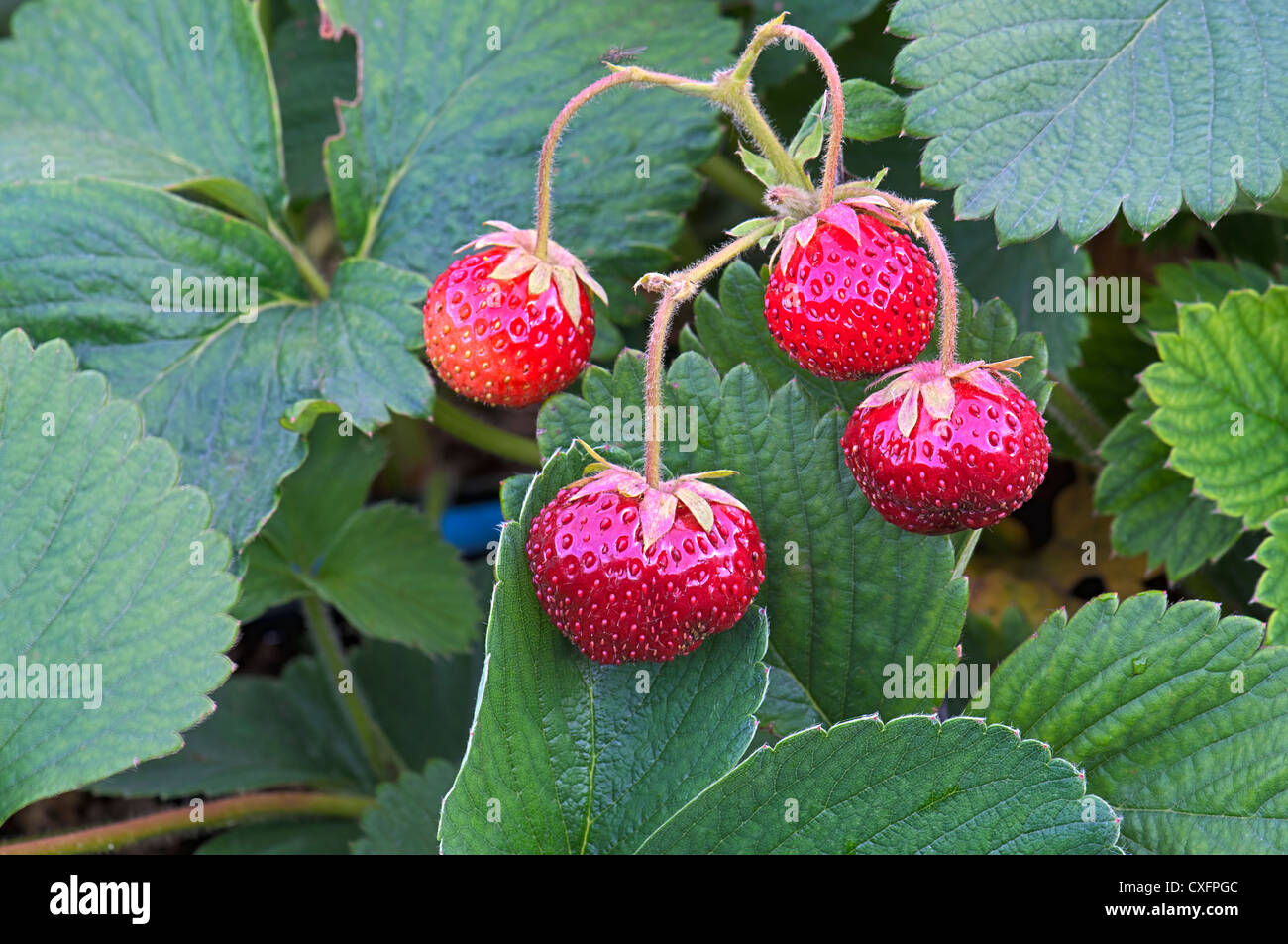 Bush of Juicy Strawberry. HDR Stock Photo - Alamy