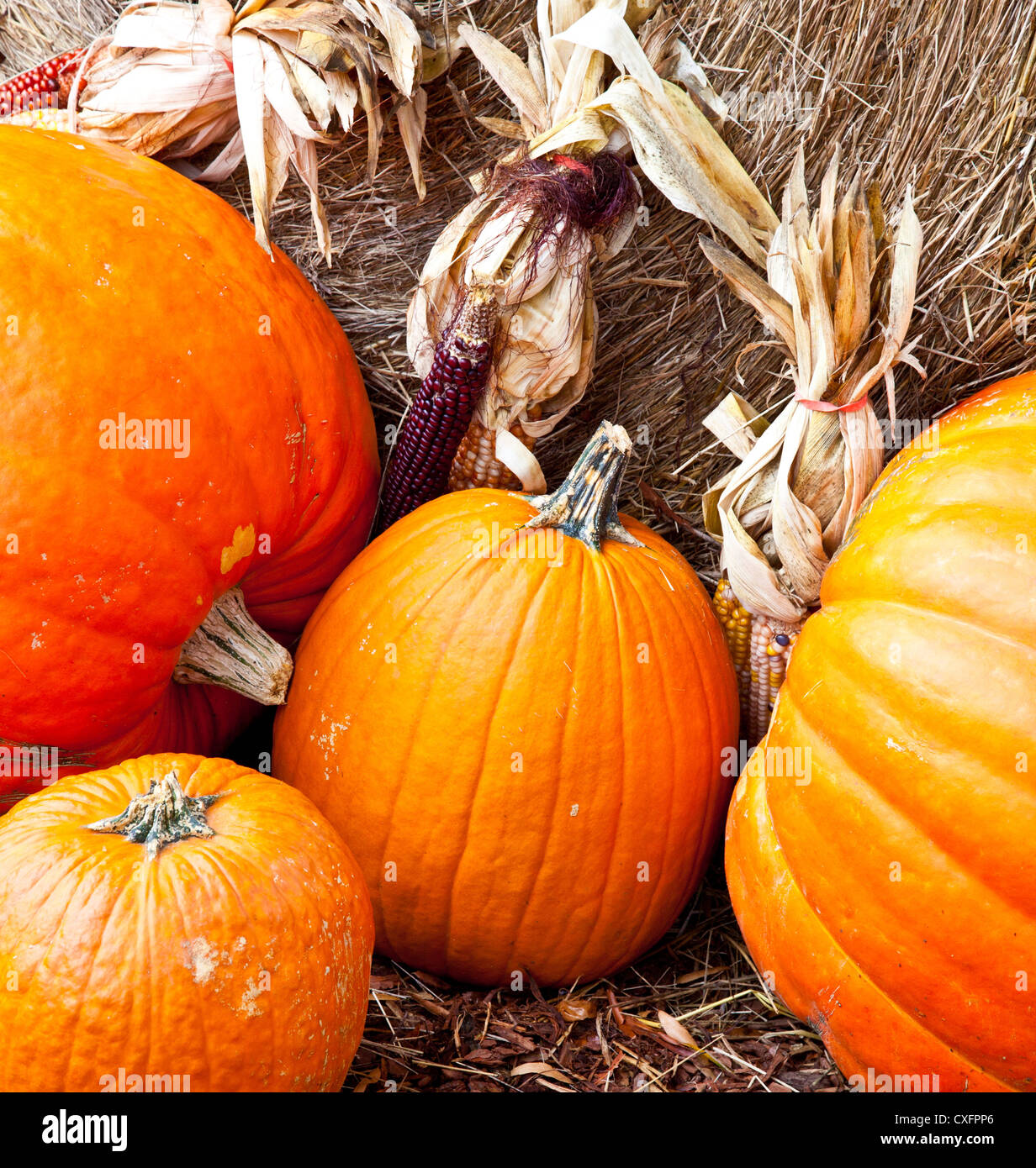 Pumpkins at the Pumpkins Patch with Indian Corn and Hay Bales Stock ...