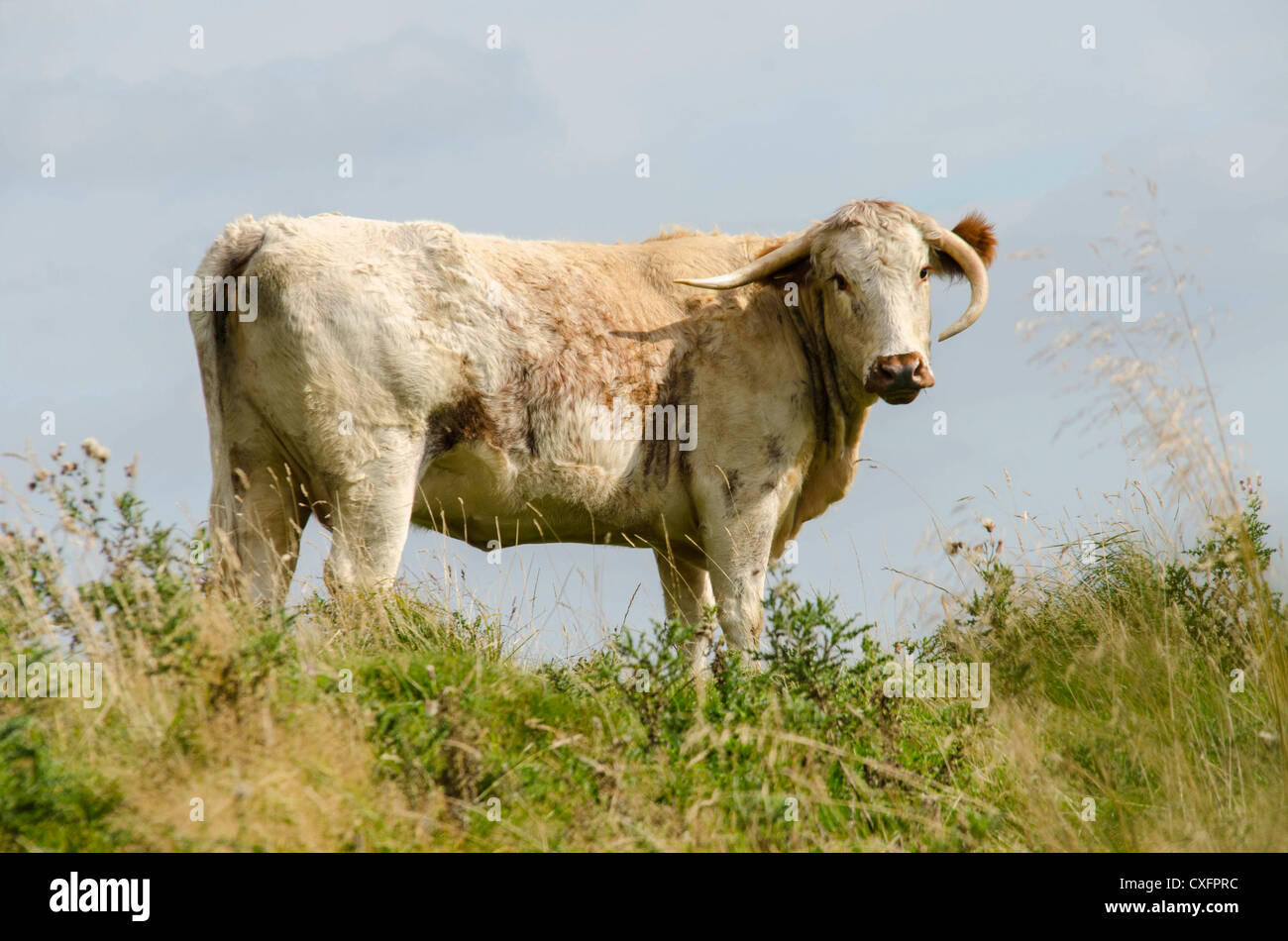 Longhorn cattle one of the many rare breeds that have been reintroduced ...