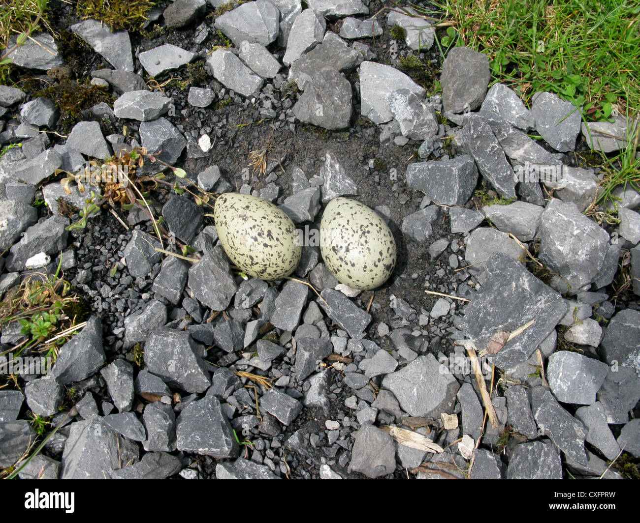 Oyster-catcher eggs on a nest of stones Stock Photo - Alamy