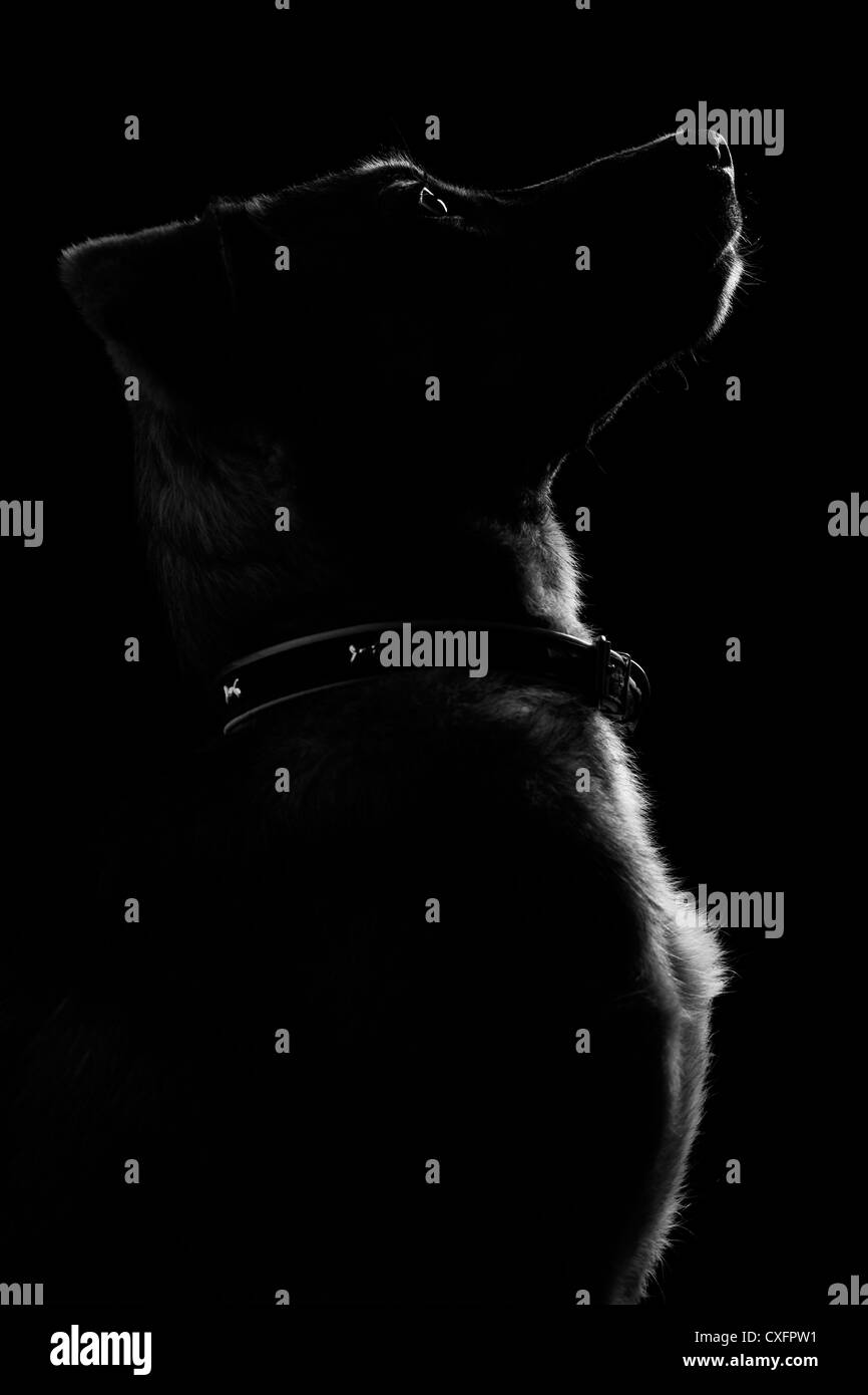 Mongrel Dog Low Key Portrait Stock Photo - Alamy