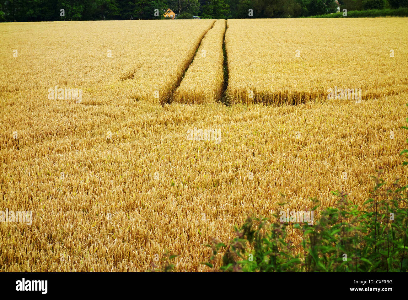 crops growing in a field Stock Photo - Alamy