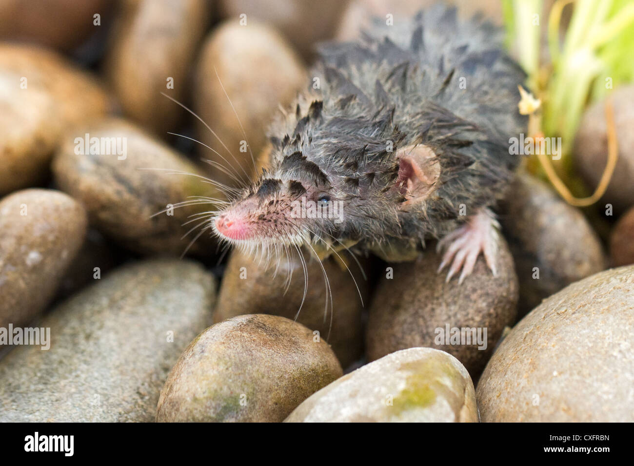 Eurasian water shrew fodiens hi-res stock photography and images - Alamy