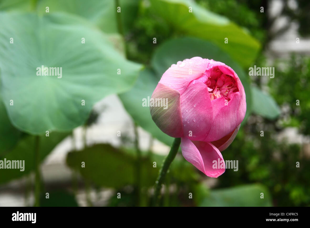 Lotus flower laos hi-res stock photography and images - Alamy