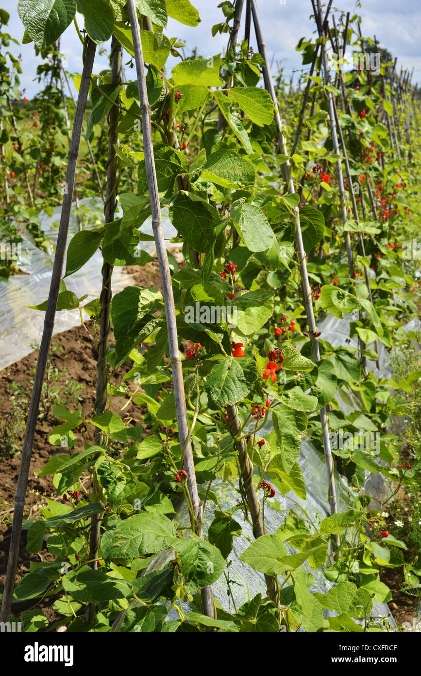 green kidney beans growing in a field Stock Photo - Alamy