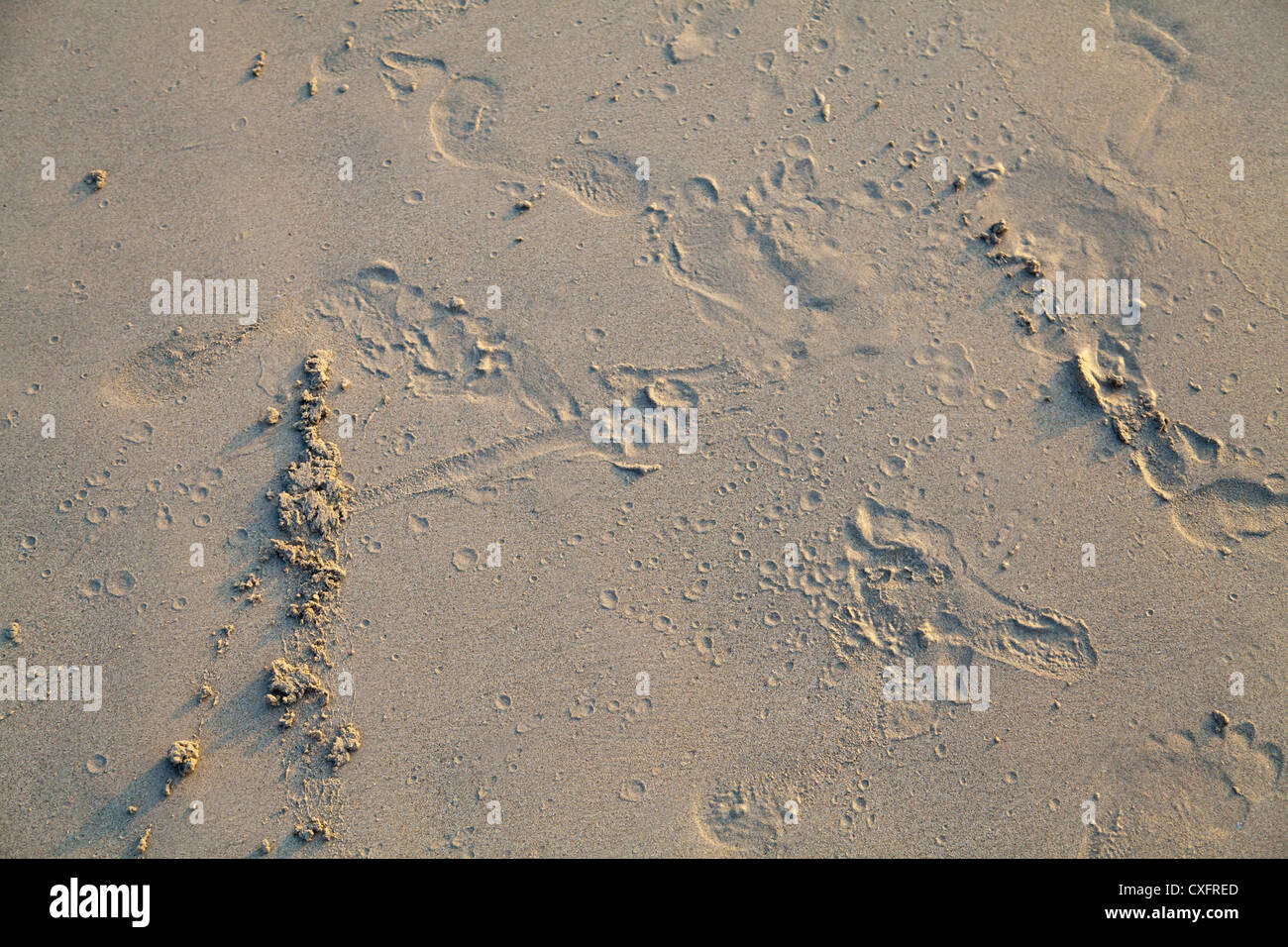 Imprints in the Sand on Patong Beach on Phuket Stock Photo - Alamy