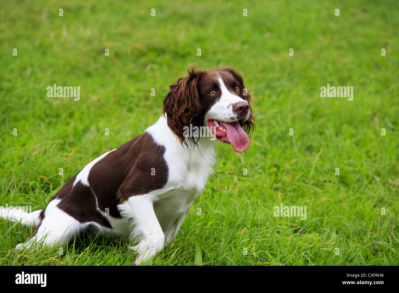 Springer Spaniel in classic Pose Stock Photo - Alamy