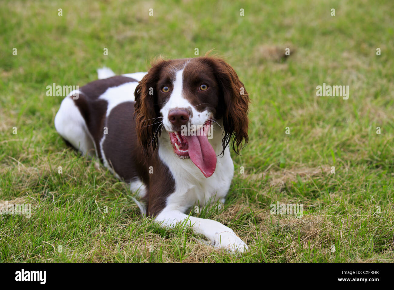 Springer Spaniel lying down Stock Photo - Alamy
