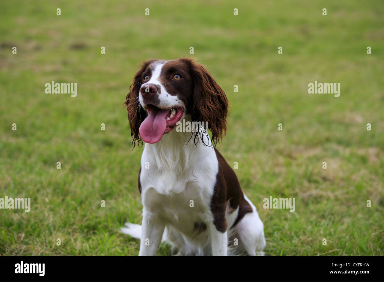 Springer spaniel sitting hi-res stock photography and images - Alamy
