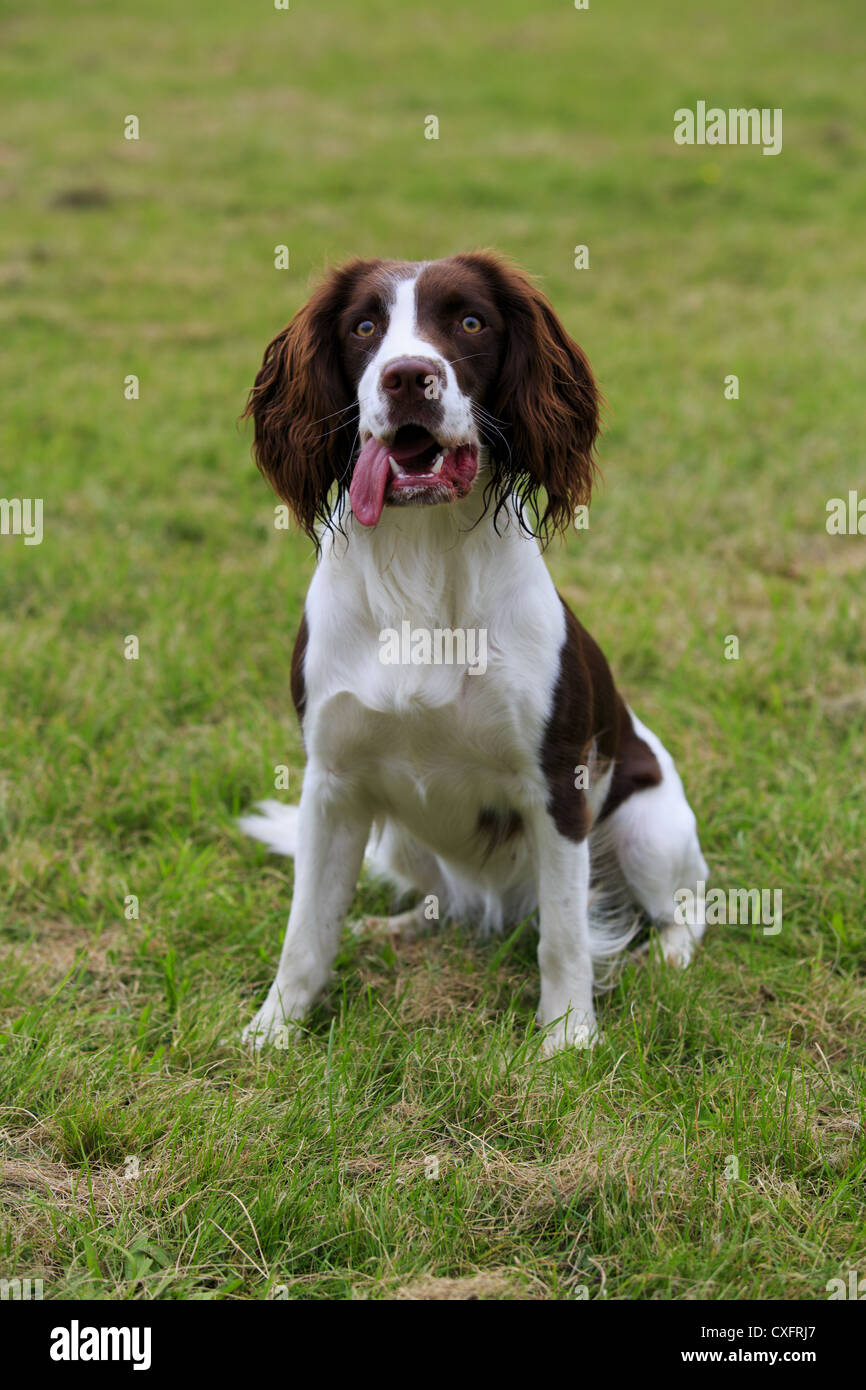 Springer Spaniel sitting Stock Photo - Alamy