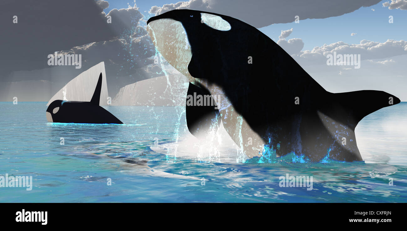 A female Orca whale traveling with a bull whale bursts from the ocean ...