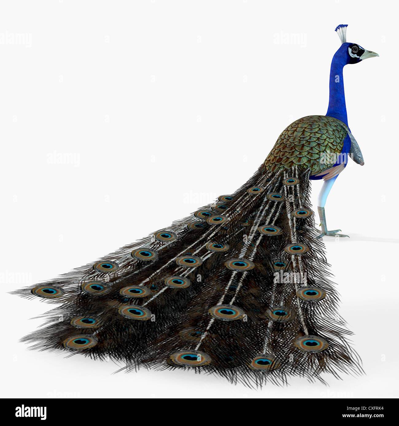 Peafowl egg hi-res stock photography and images - Alamy