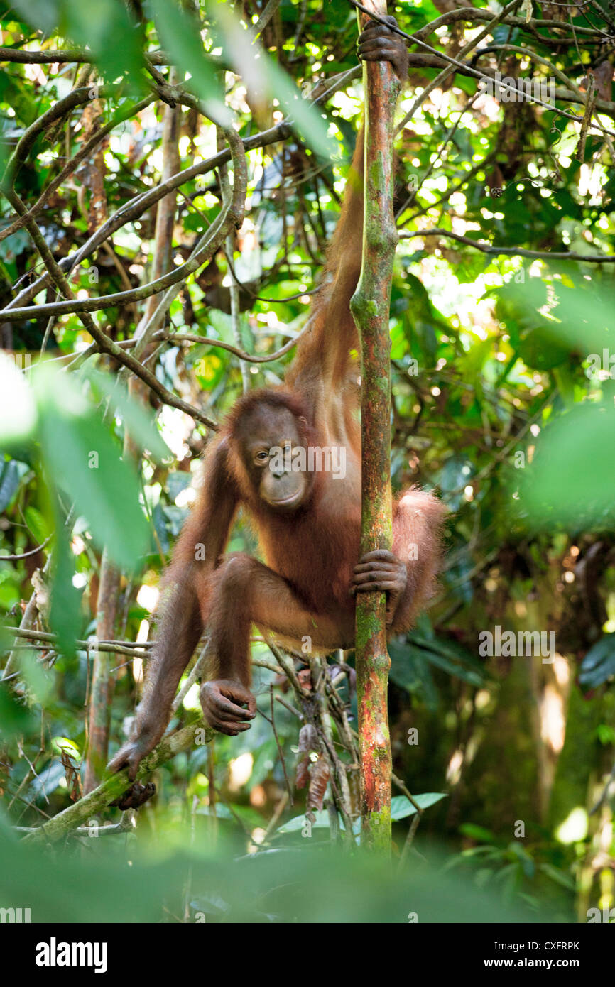 Borneo orang utan young hi-res stock photography and images - Alamy