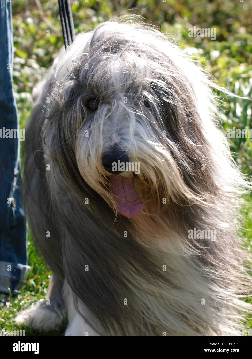 Bearded Collie, UK Stock Photo - Alamy