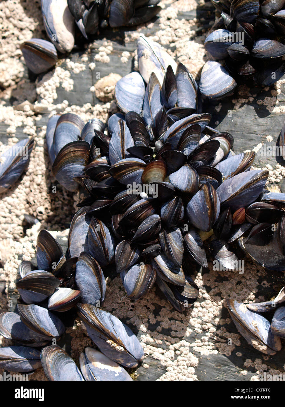 Mussels growing on rocks, Cornwall, UK Stock Photo - Alamy