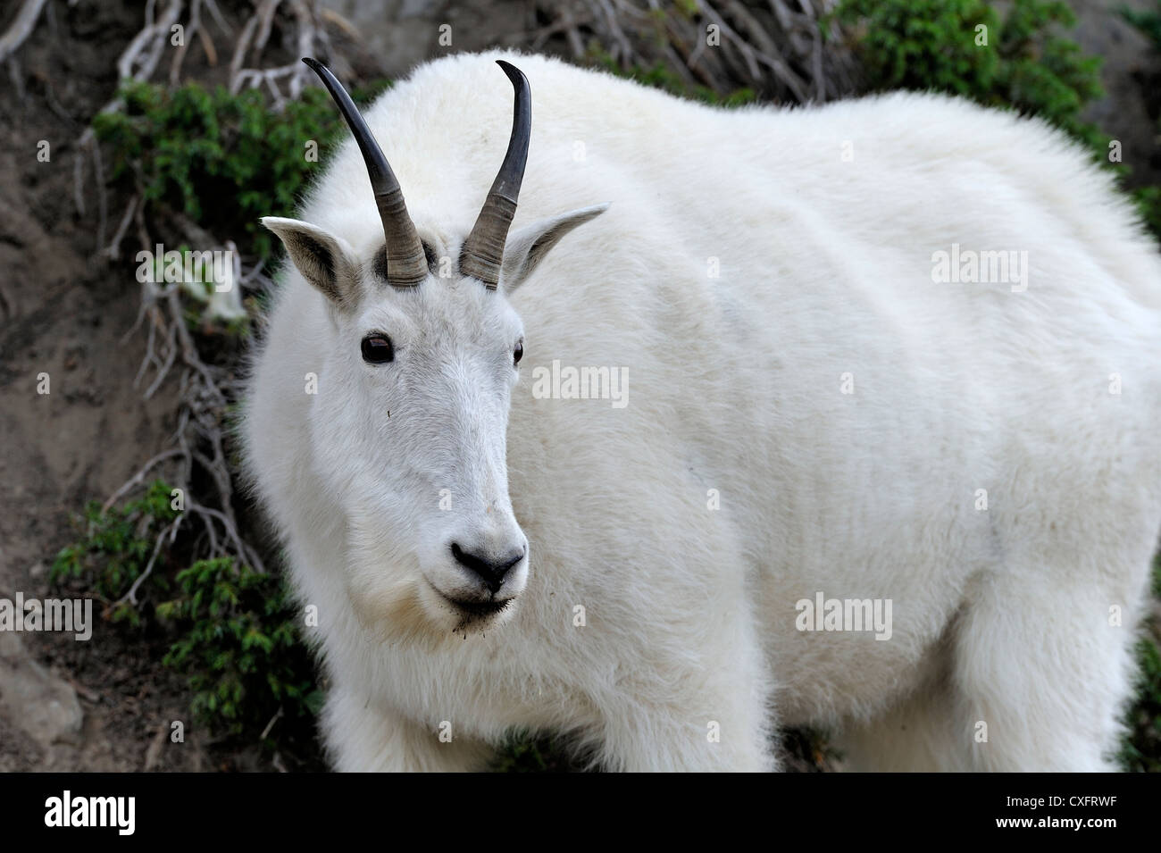 A white mountain goat" Oreamnos americanus" on a mountain side Stock ...