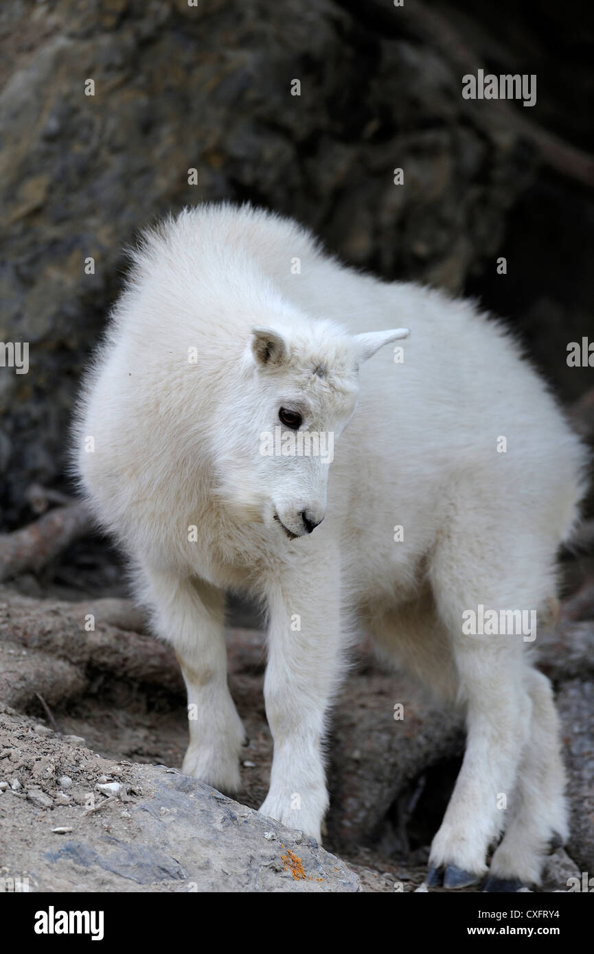 A baby mountain goat walking on a steep mountain side Stock Photo - Alamy