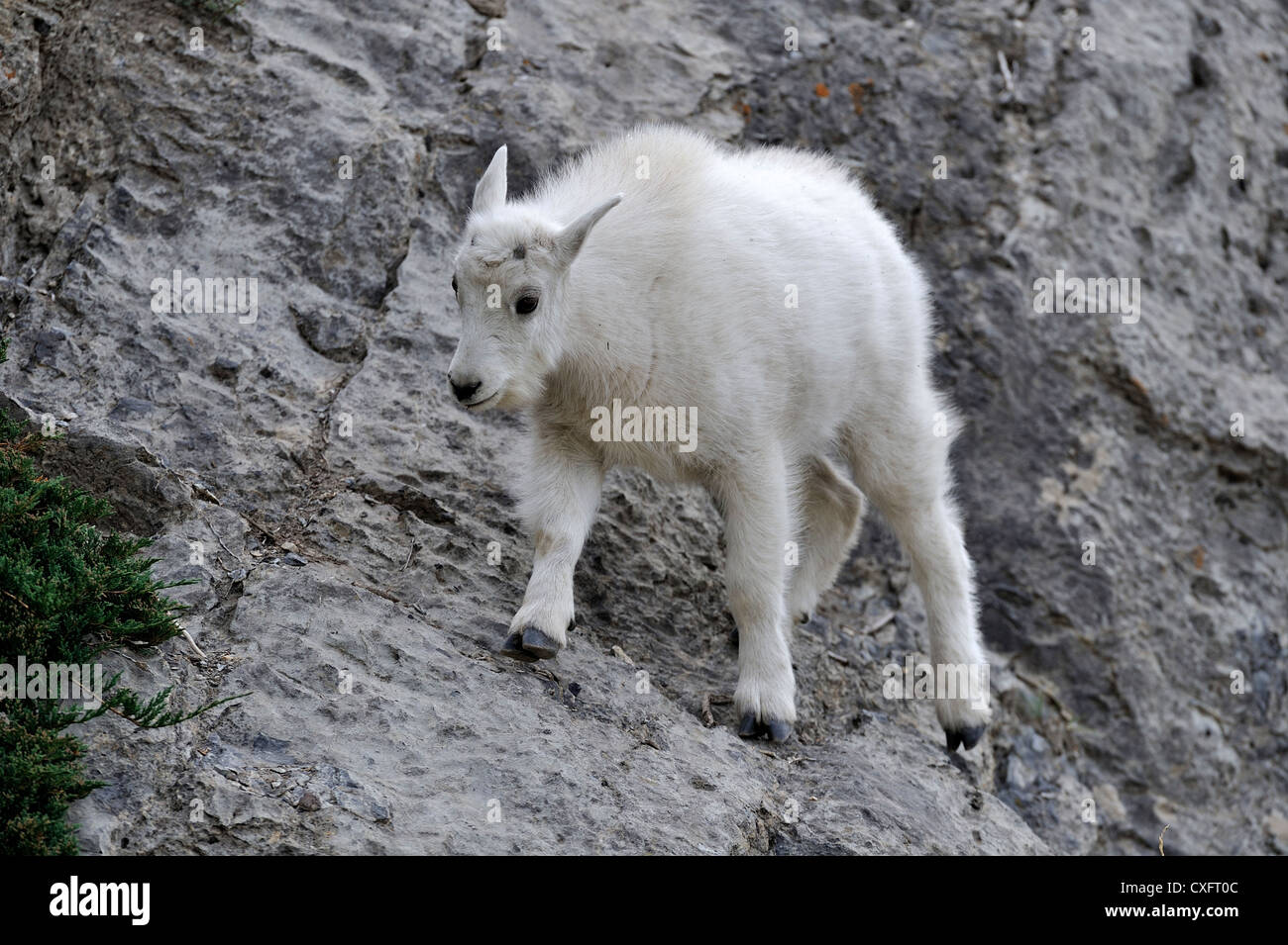 A baby mountain goat walking on a steep mountain side Stock Photo - Alamy