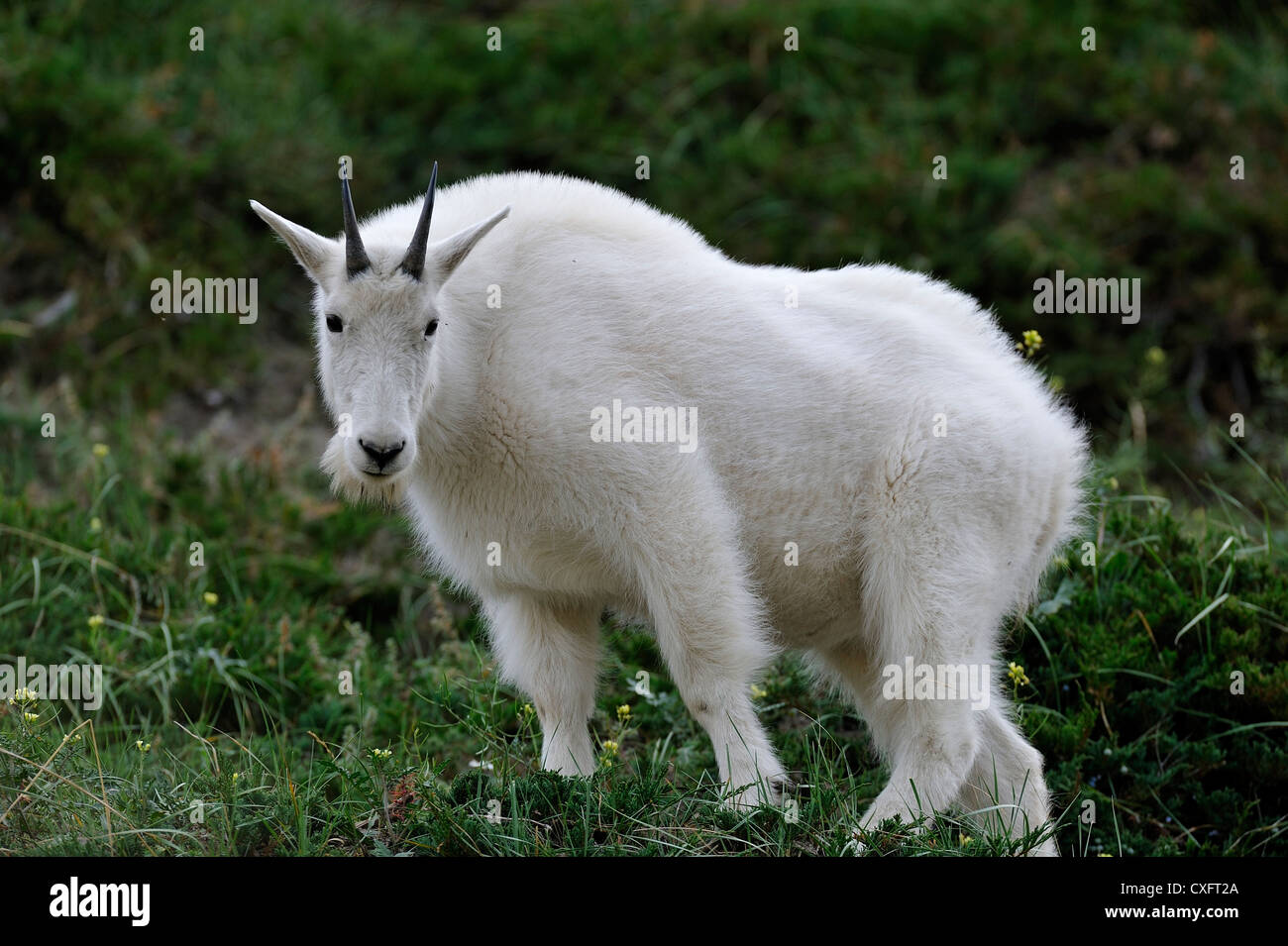 A white mountain goat" Oreamnos americanus" standing in mountain ...