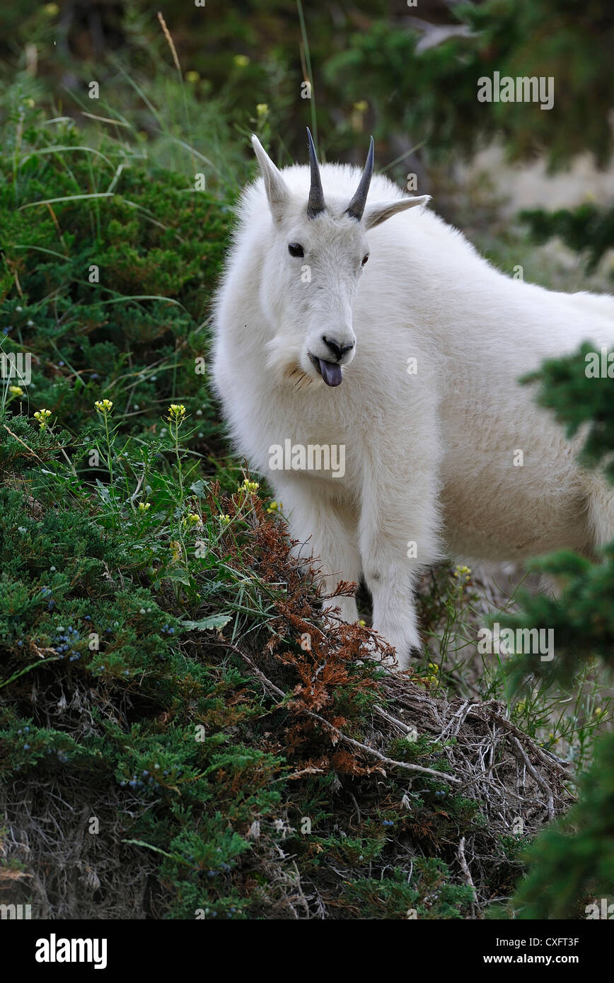 A mountain goat" Oreamnos americanus" foraging in the mountain ...