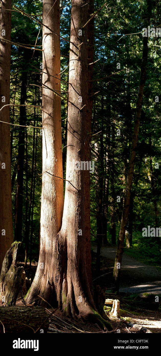 High tree on the forest Stock Photo - Alamy