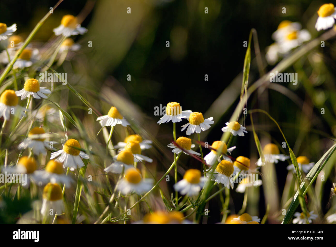 Scented mayweed hi-res stock photography and images - Alamy