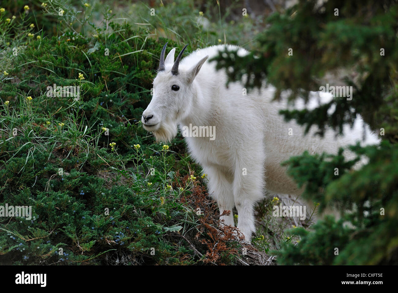 A mountain goat" Oreamnos americanus" foraging in the mountain ...